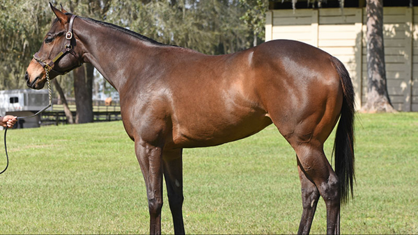 Intricity - Adelphi Racing Club